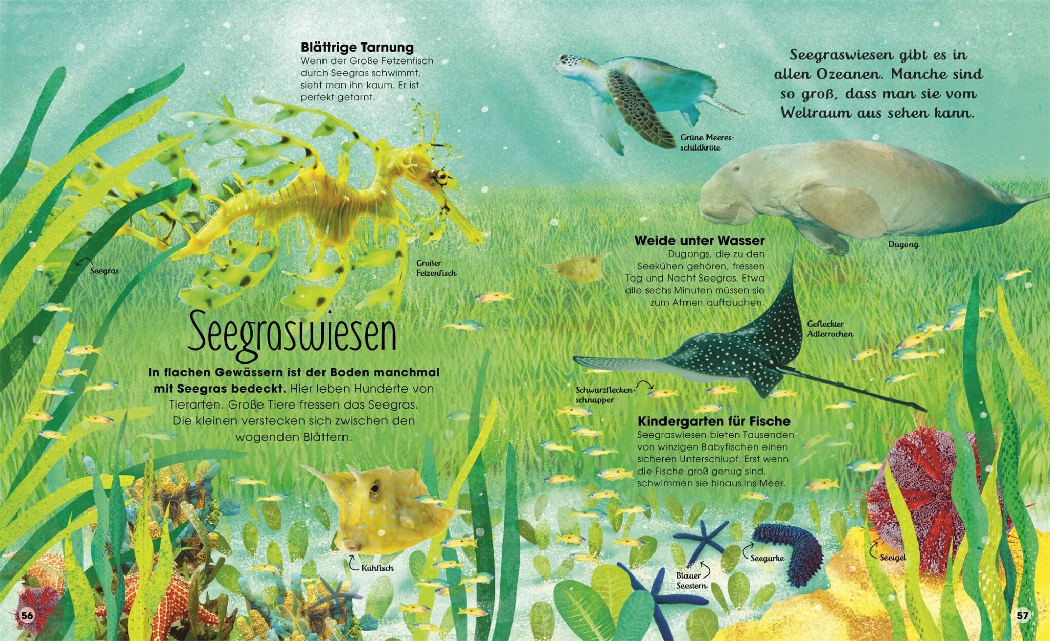 Die verborgene Welt der Ozeane : Kinderbuchlesen.de